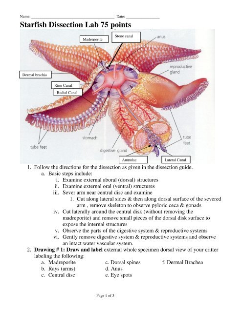Starfish Dissection Lab 75 Points