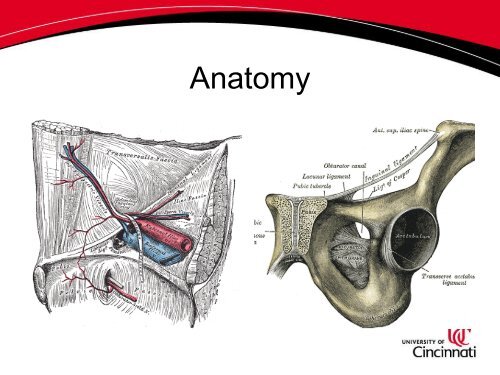 Anatomy