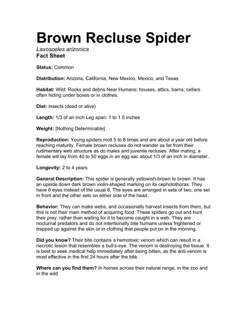 Brown Recluse Spider - the El Paso Zoo