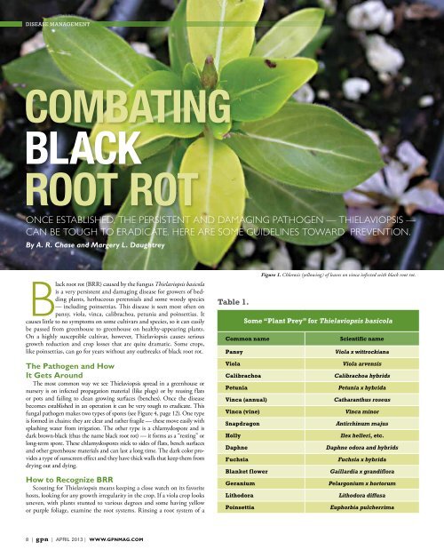 05_Black Root Rot_GPN0413 FINAL.pdf - Greenhouse Product News