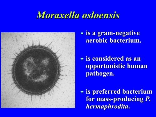 Moraxella