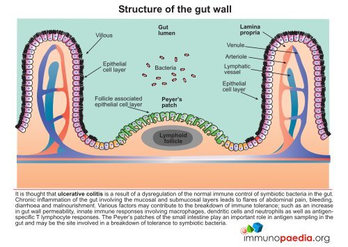 Structure of the gut wall - Immunopaedia