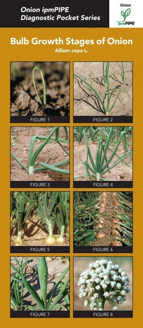 Bulb Onion Growth Stages