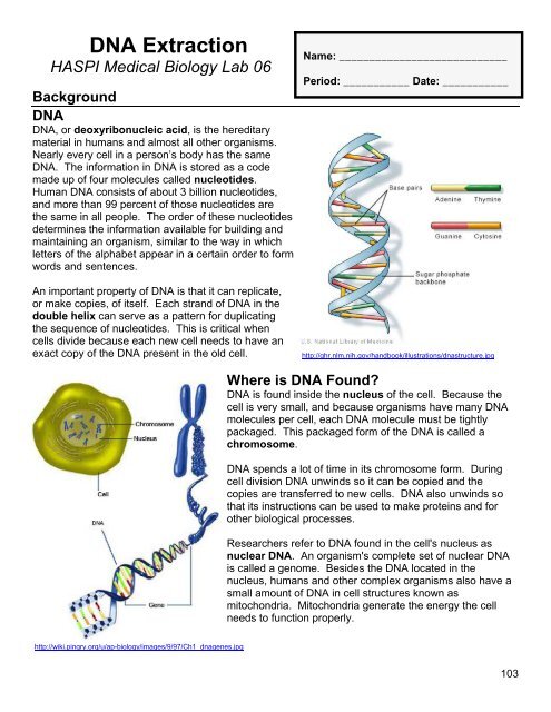 06 DNA Extraction - Student.pdf - haspi