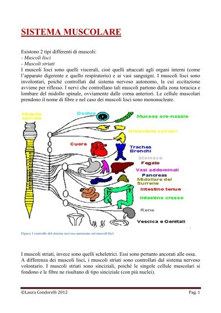 sistema muscolare - laura condorelli