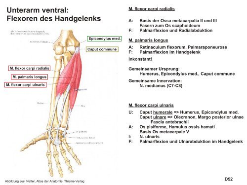 Unterarm ventral: Flexore