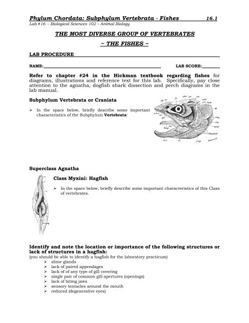 Phylum Chordata: Subphylum Vertebrata - Fishes ... - Biosciweb.net