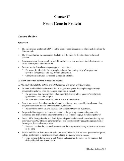 CHAPTER 17 FROM GENE TO PROTEIN