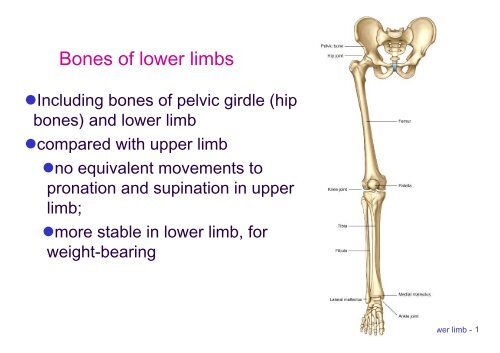 Bones Of Lower Limbs bones-of-lower-limbs