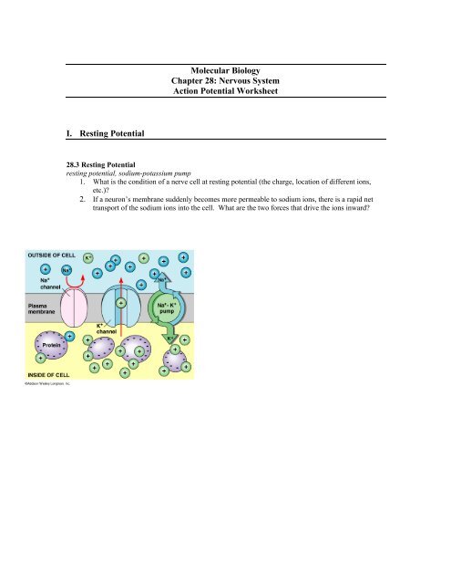 Molecular Biology Chapter 28: Nervous System Action Potential ...