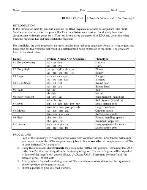 Snorks Protein Synthesis.pdf - nnhsbergbio