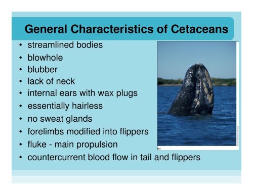 General Characteristics of Cetaceans