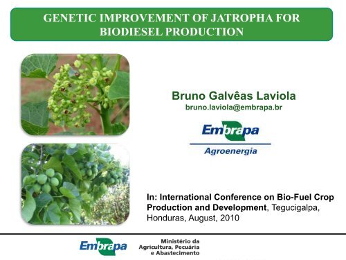 Genetic Improvement of Jatropha for biodiesel production - Corpoica
