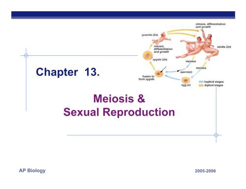 Sexual Reproduction Meiosis