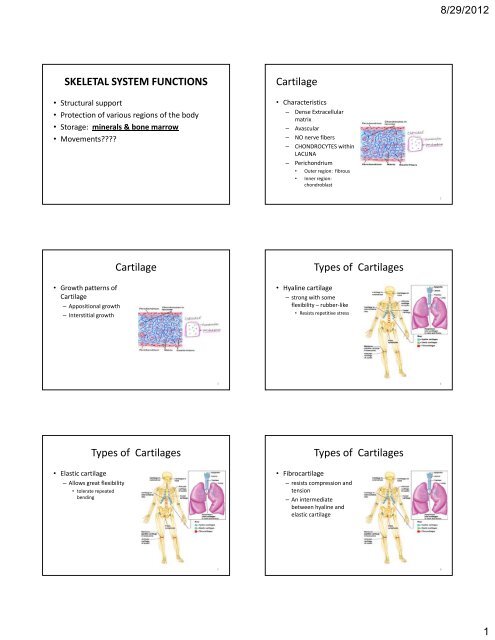 SKELETAL SYSTEM FUNCTIONS Cartilage Cartilage Types of ...