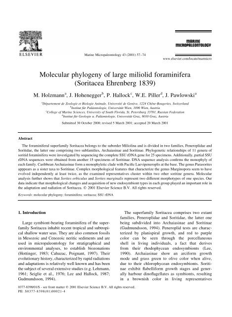 Molecular phylogeny of large miliolid foraminifera - University of ...