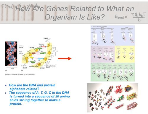 Lecture 6 - Rob Phillips Group - Caltech