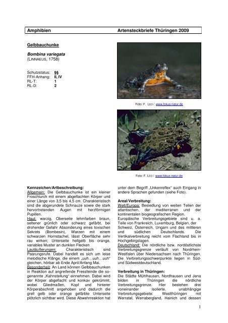 Artensteckbrief_Bombina_ variegata_240209_Lux