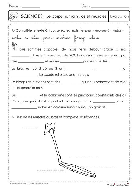 SCIENCES Le corps humain : os et muscles ... - Les coccinelles