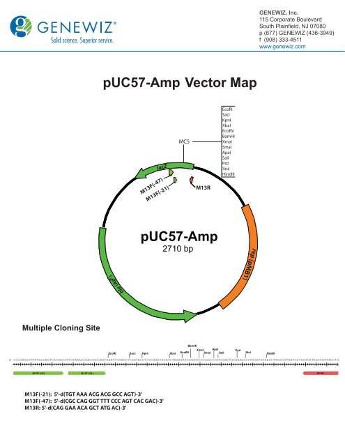 pUC57-Amp Vector Map - GENEWIZ, Inc.