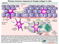 Lymphocyte proliferation assay - Immunopaedia