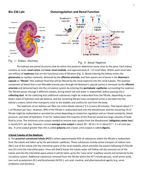 Bio 236 Lab: Osmoregulation and Renal Function