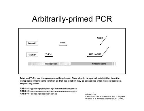 Arbitrarily-primed PCR