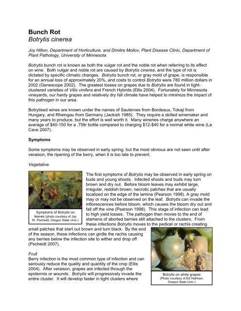 Bunch Rot Botrytis cinerea - University of Minnesota