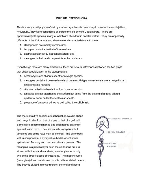 PHYLUM CTENOPHORA This is a very small phylum of strictly ...