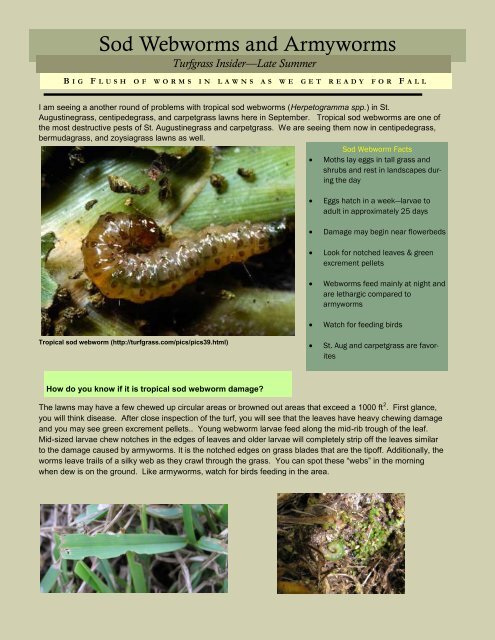 Sod Webworms and Armyworms - Sod Solutions