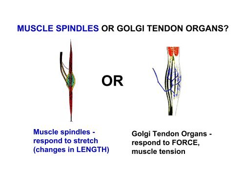 MUSCLE SPINDLES OR GOLGI TENDON ORGANS?
