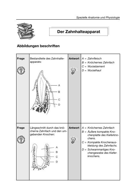 Der Zahnhalteapparat