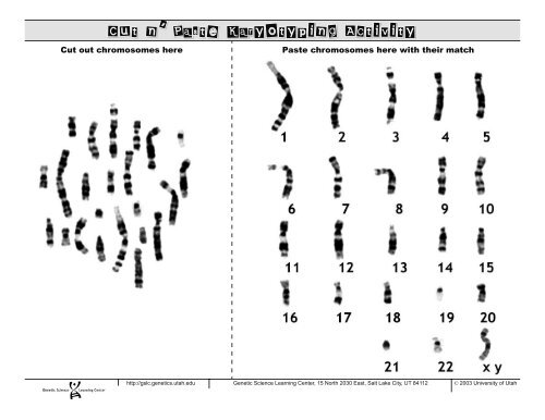 Cut n' Paste Karyotyping Activity - Genetic Science Learning Center ...