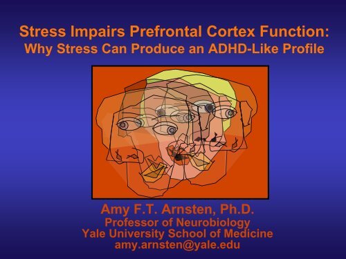 Prefrontal Cortex Function