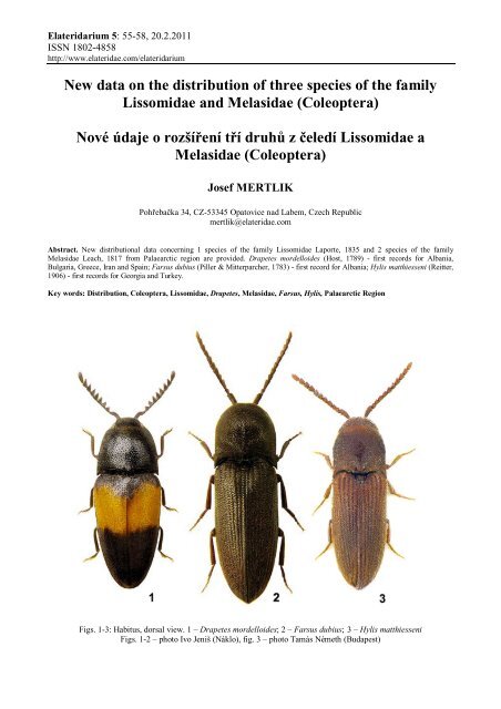 Elateridae Species