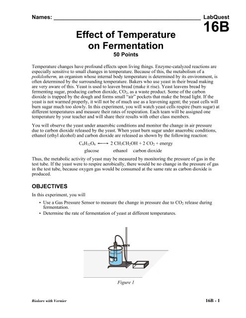 Yeast Fermentation Lab Temperature