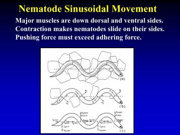 Nematodes Magazines