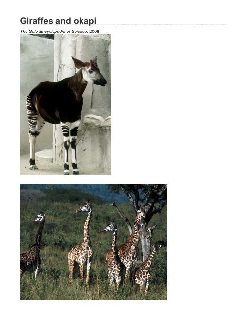 Okapi And Giraffe Together