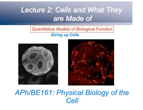 APh/BE161: Physical Biology of the Cell Lecture 2: Cells and What ...
