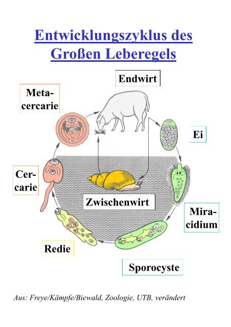 Diploblastische Eumetazoa Cnidaria-Nesseltiere Ctenophora