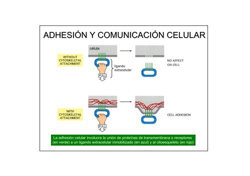 ADHESIÓN Y COMUNICACIÓN CELULAR