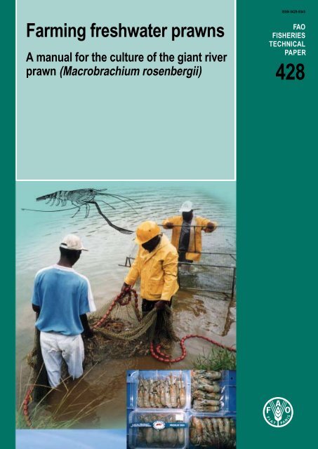 Farming freshwater prawns