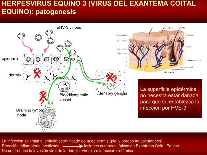 Tabela De Exantema Viral Exantemas Víricos Dra. Amalia Arce