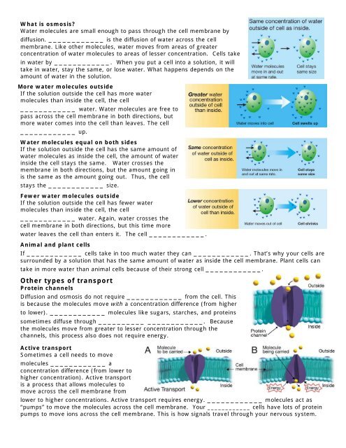 The Structure And Function Of The Cell Membrane Ppt Notes