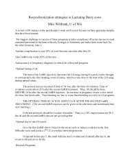 Heat Stress Relief For Dairy Cows