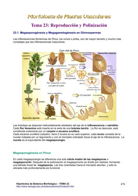 Tema 23: Reproducción y Polinización