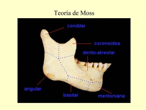 Teoría de Moss • La ma