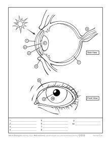Anatomy Of The Eye Coloring Pages