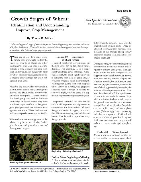 Growth Stages of Wheat: - Texas A&M AgriLife Research ...