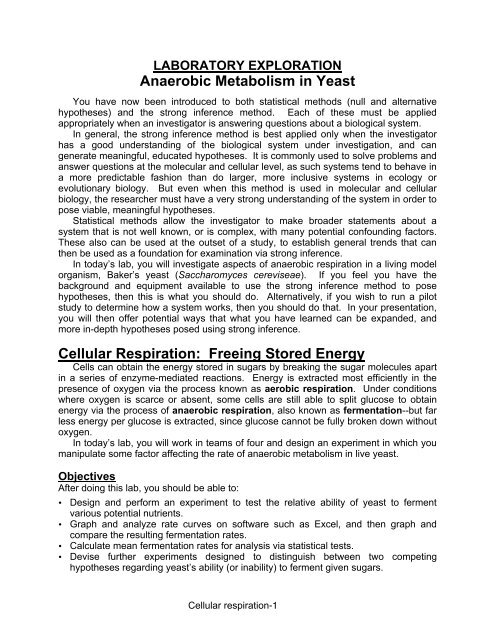 Anaerobic Respiration In Yeast Experiment